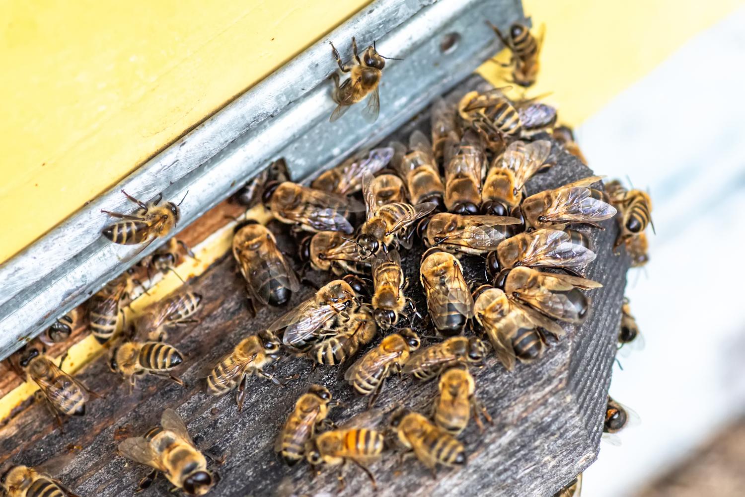 Bee Removal – Bee Exterminator