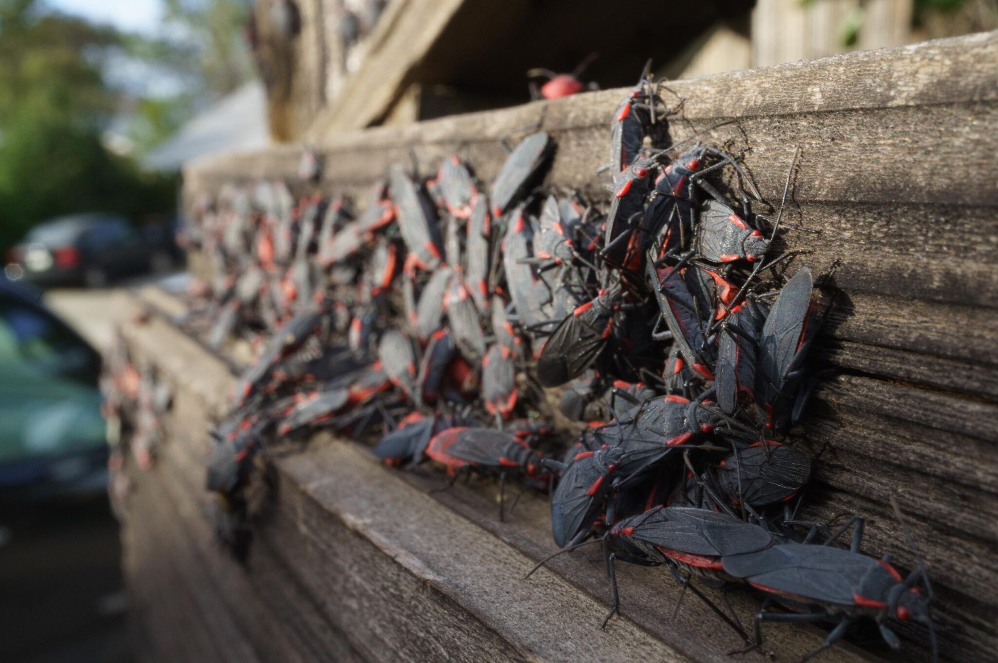 How To Get Rid Of Box Elder Bugs Before Winter In 2025
