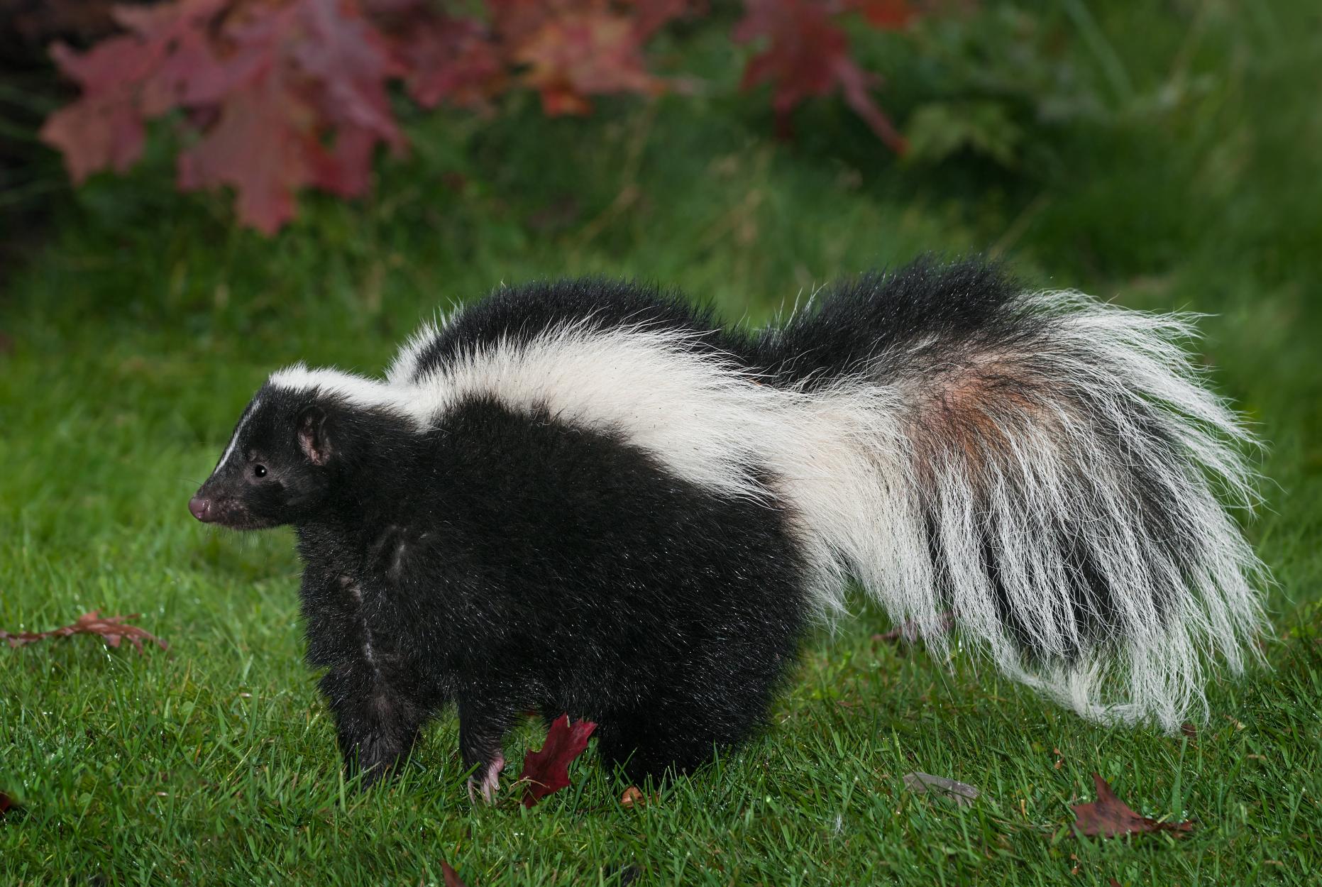 When Are Skunks Most Active? Tips To Avoid Spring Surprises In 2025