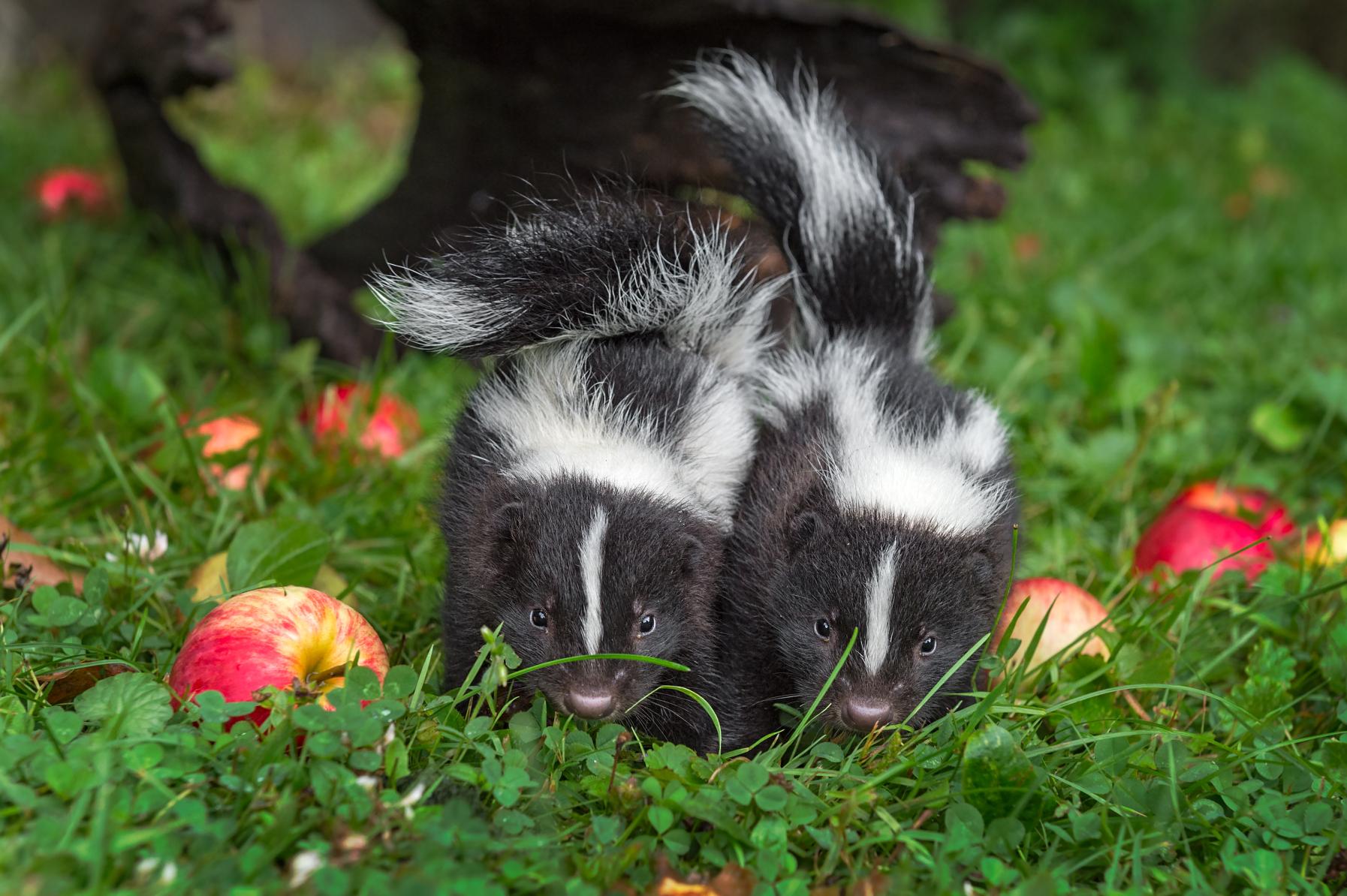 When Are Skunks Most Active? Tips To Avoid Spring Surprises In 2025