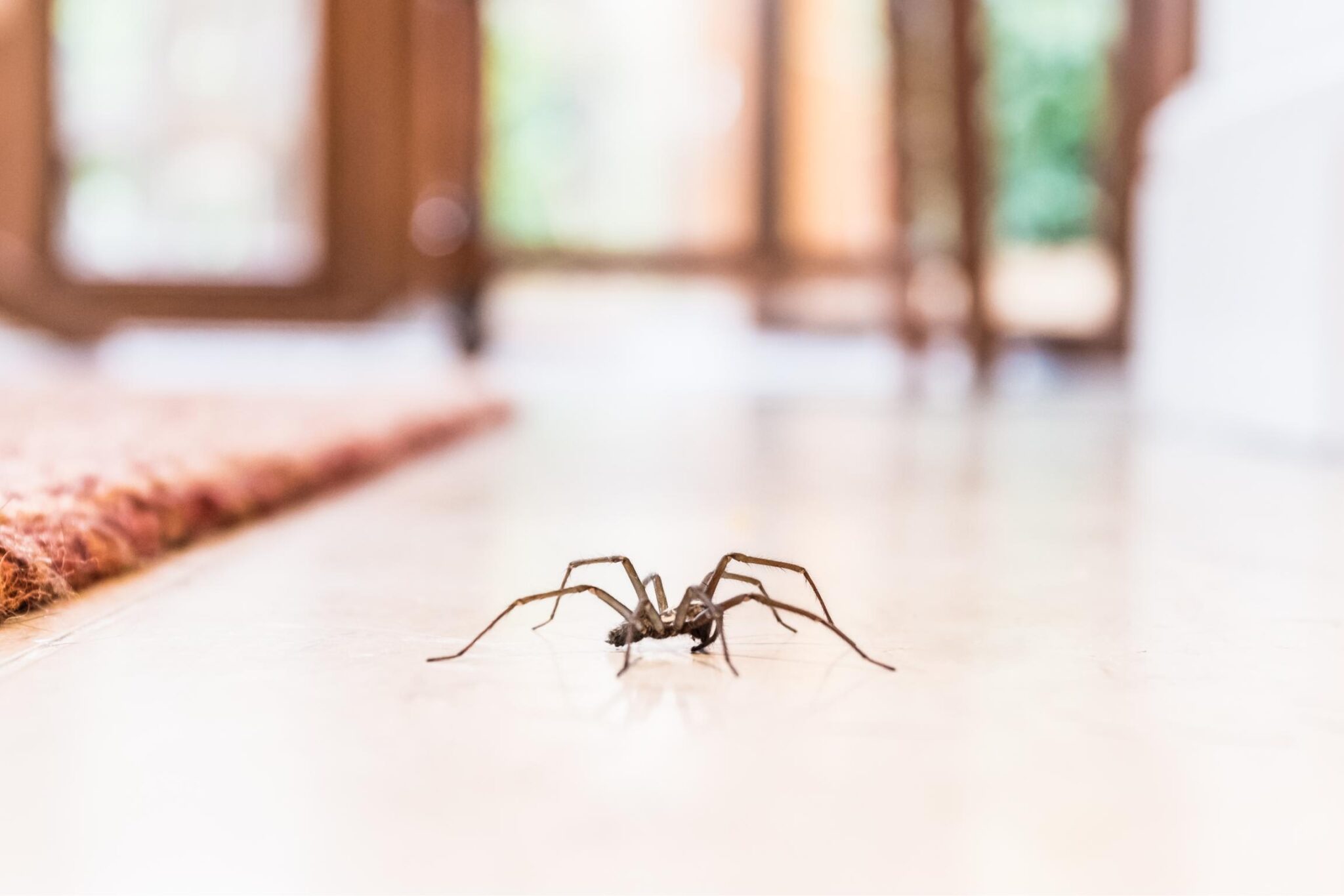 Why Spiders Are Invading Your Home & How To Stop Them In 2025