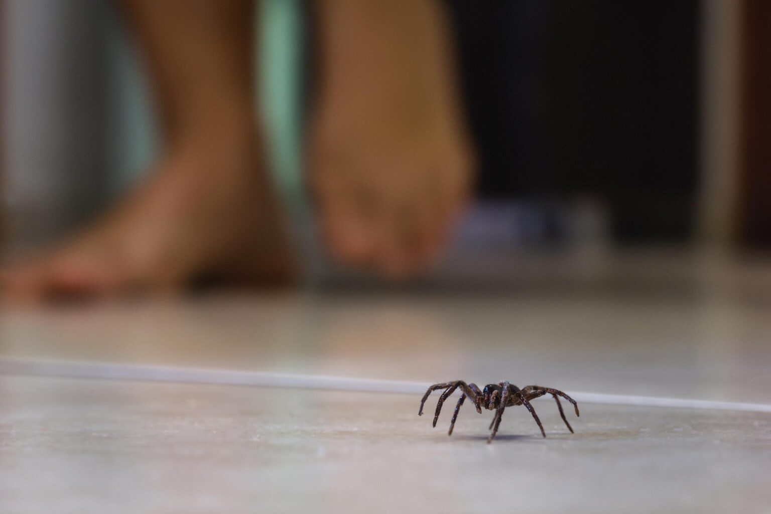 Why Spiders Are Invading Your Home & How To Stop Them In 2025