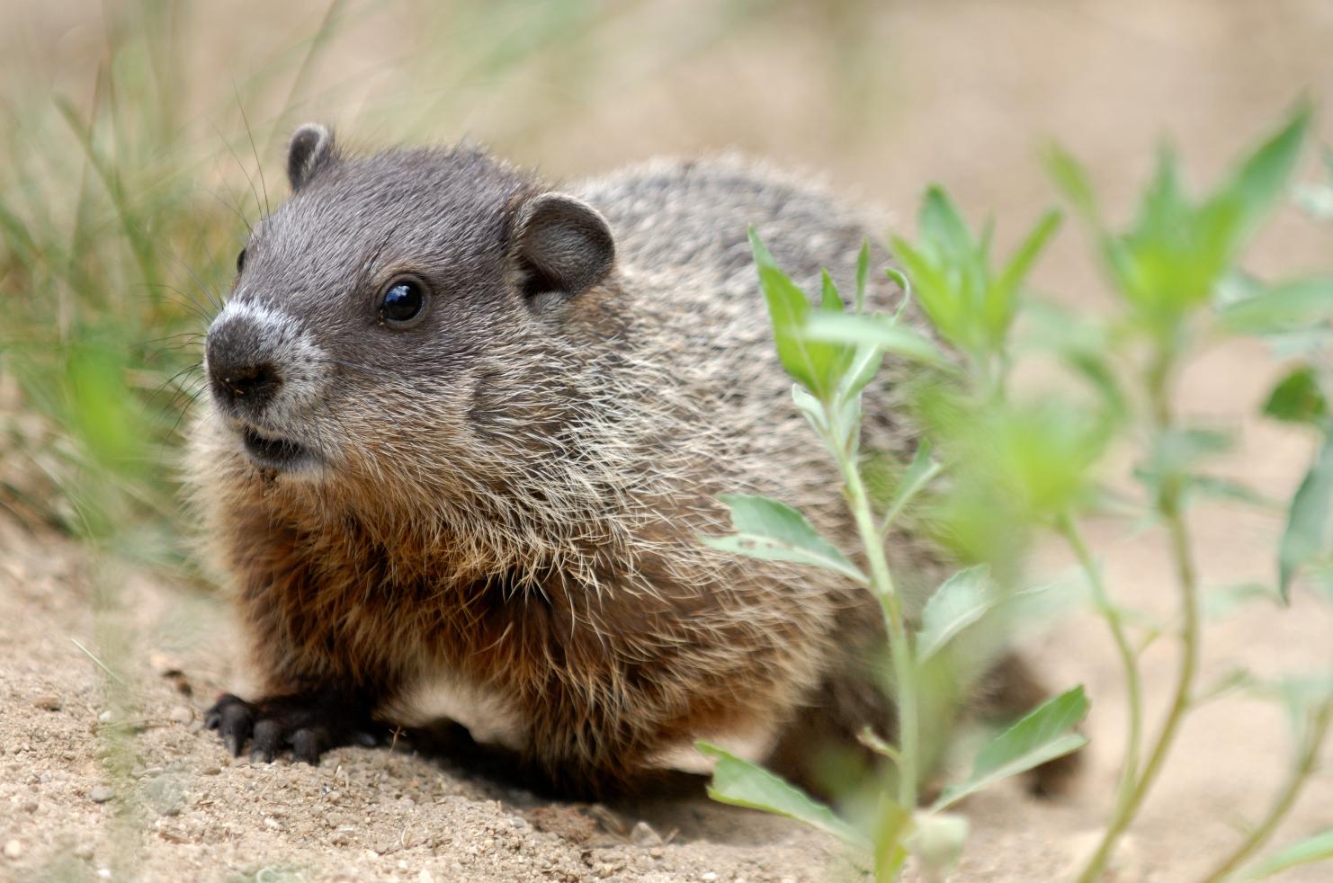 How To Prevent Groundhogs From Wrecking Your Yard Summer 2026