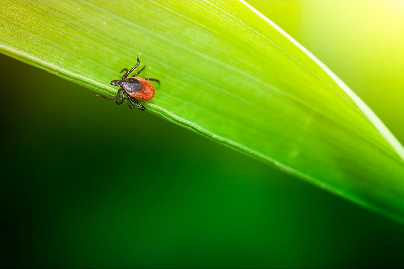 How To Prevent Ticks In Your Yard And Reduce Disease Risk In 2025