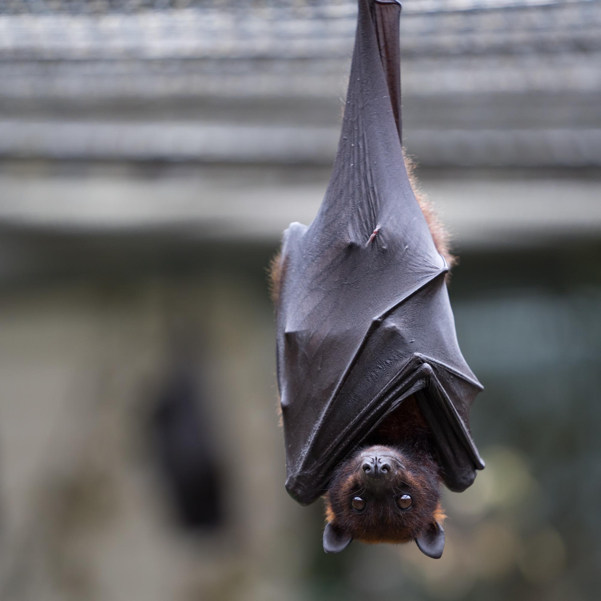 When Do Bats Enter Homes And Why?